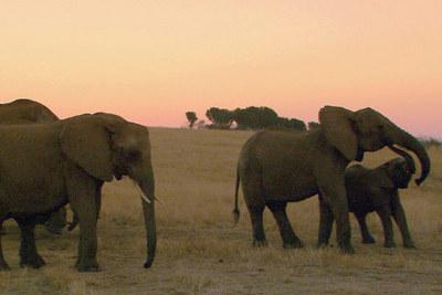 Elephant tales de Mario Andreacchio (2006) - Unifrance