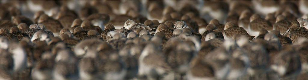 Les Oiseaux, la vase et moi de Yannick Cherel (2015) - Unifrance